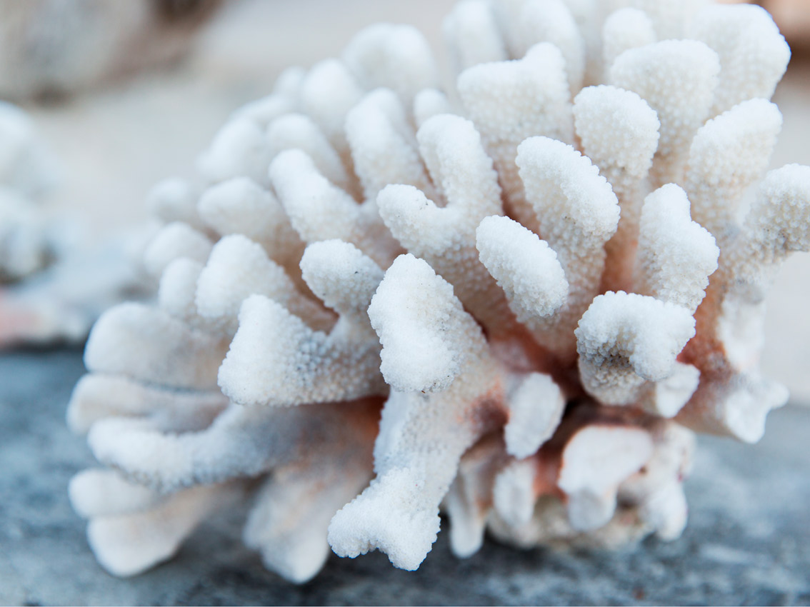 Huesos Fuertes con Calcio de Coral: Descubre sus Beneficios - Millenium ...