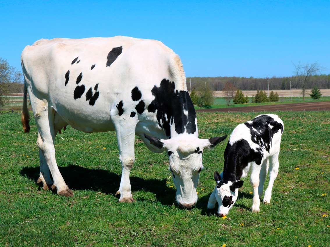 El Poder del Calostro Bovino: Fortaleciendo el Sistema Inmunológico ...
