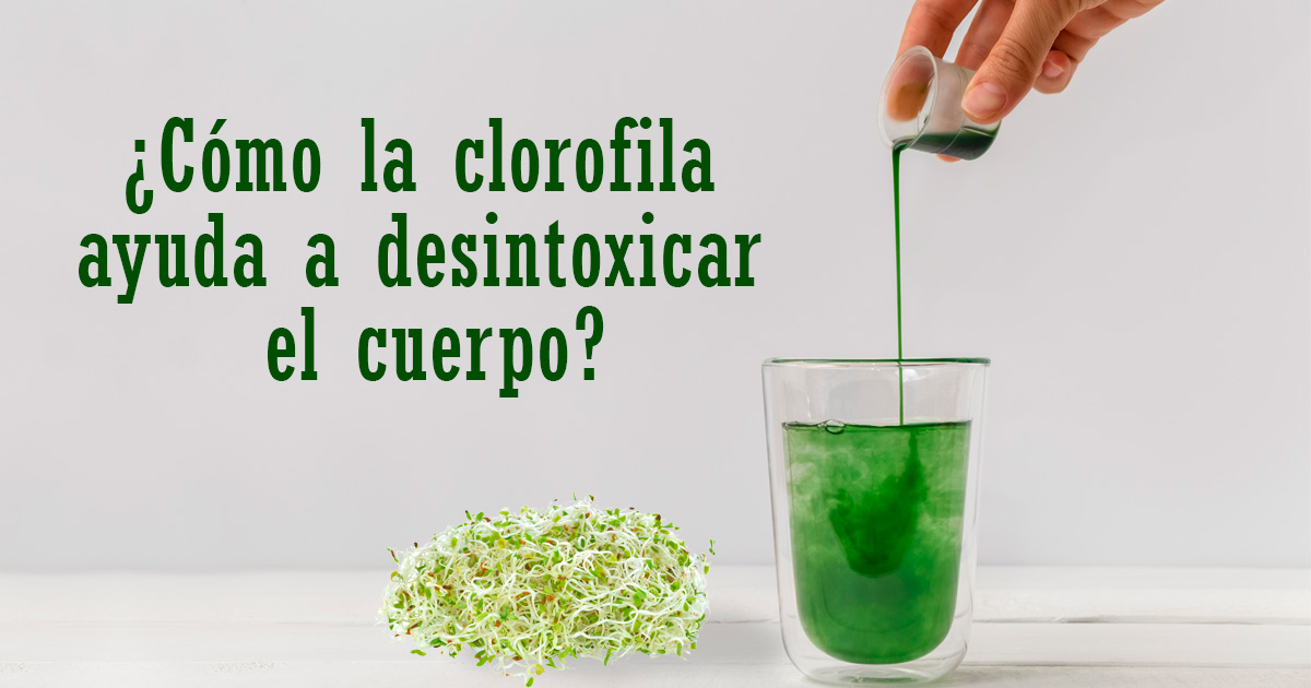 ¿Cómo la clorofila ayuda a desintoxicar el cuerpo? - Millenium Natural ...