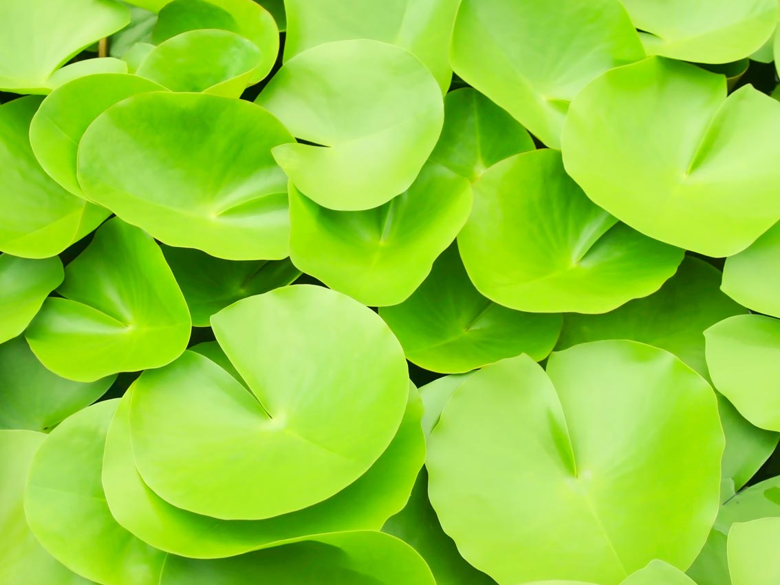 Beneficios del Ginkgo Biloba para estudiantes y profesionales ...