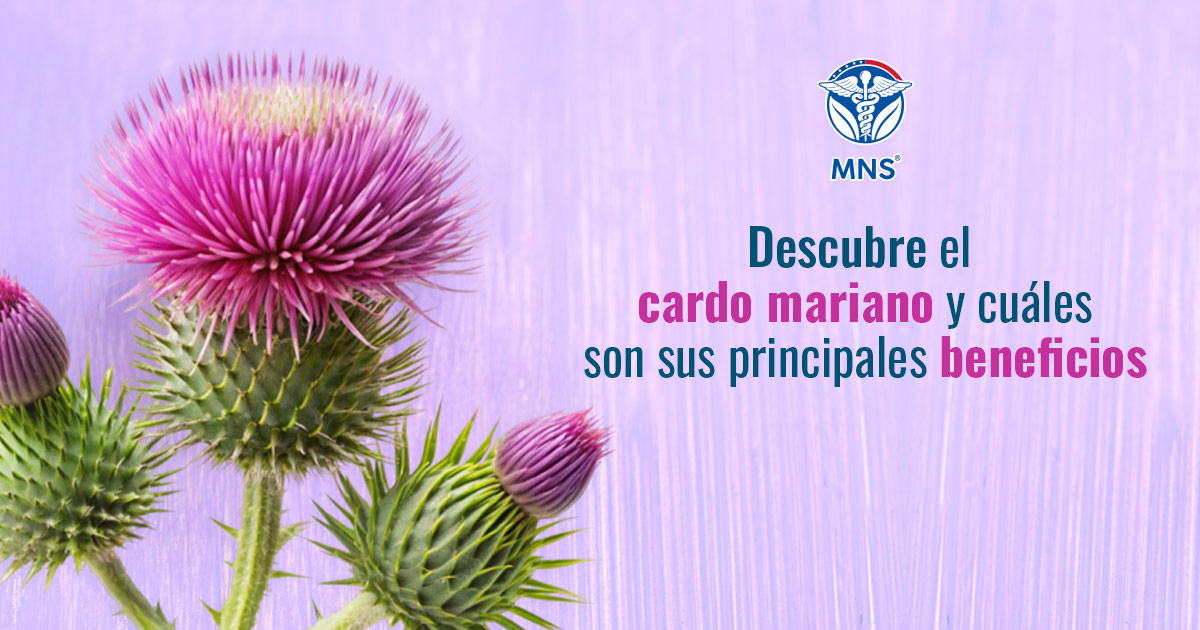 Descubre el cardo mariano y cuáles son sus principales beneficios ...