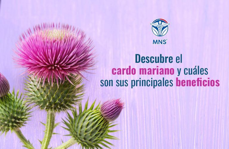 Descubre el cardo mariano y cuáles son sus principales beneficios ...
