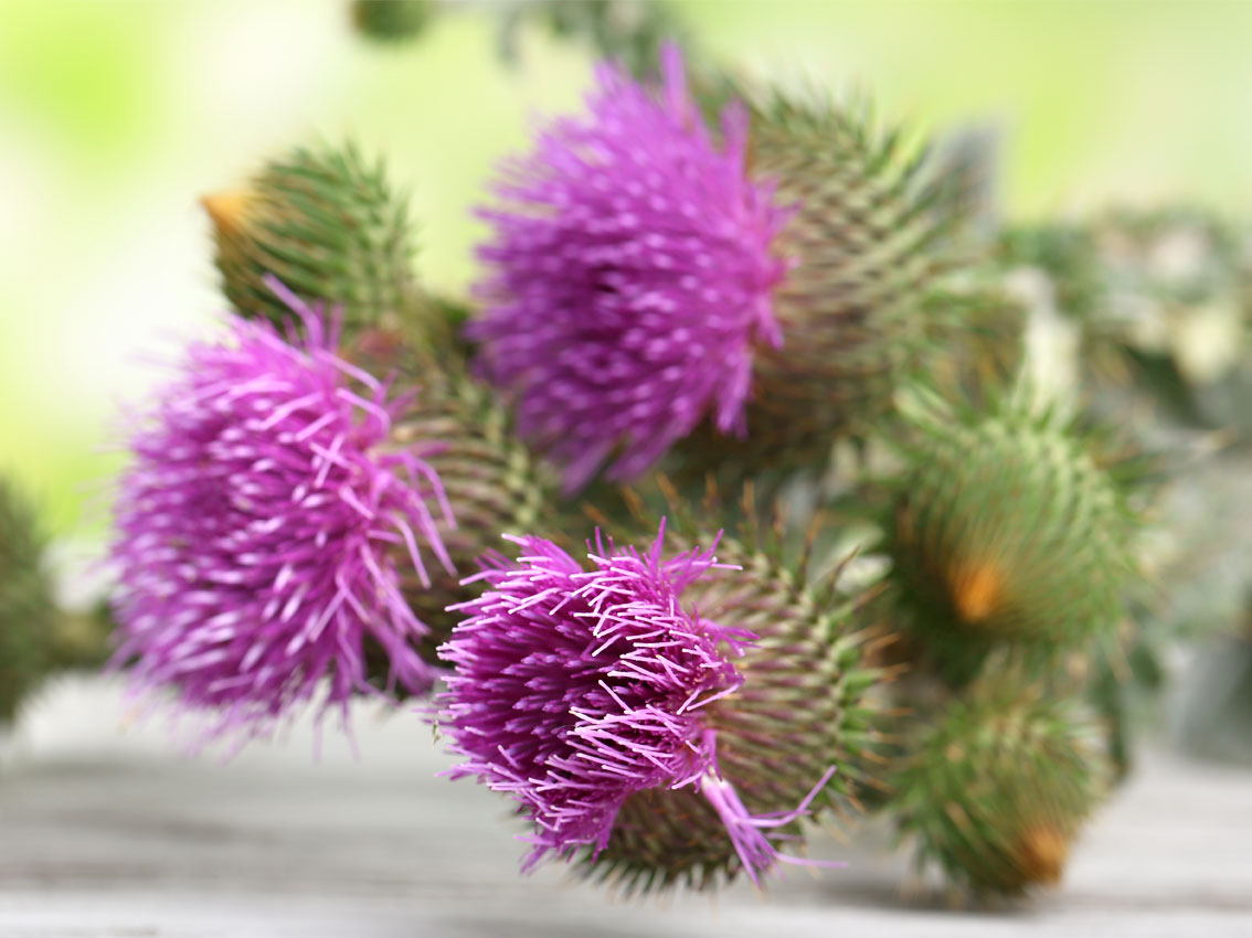 Descubre el cardo mariano y cuáles son sus principales beneficios ...